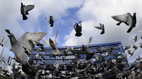 Genes that determine mutation in pigeons can also cause melanoma in ...