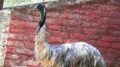 One emu chick survives | Ahmedabad News - The Indian Express
