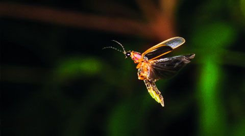How fireflies switch on their light | Lifestyle News - The Indian Express