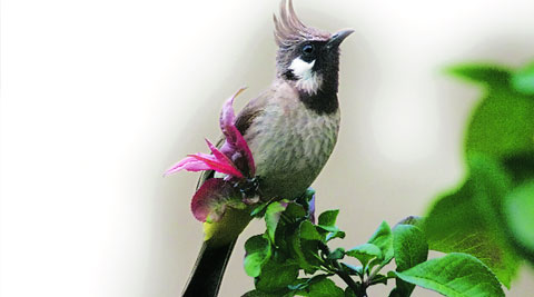 Learning to listen to a birdsong | Lifestyle News - The Indian Express