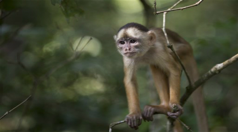 Chhattisgarh aims at becoming the biggest eco-tourism hub | India News ...