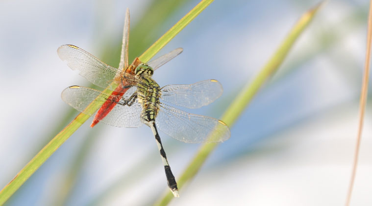 Slayers Gorgeous: The marvel that is a dragonfly | Lifestyle News - The ...