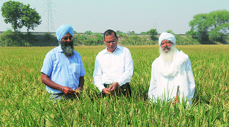 Two scientists, two blockbuster crop varieties | India News - The ...