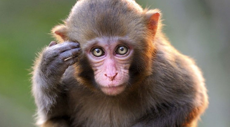 Want a better deal? Try monkey as your shopping partner | Life-style ...