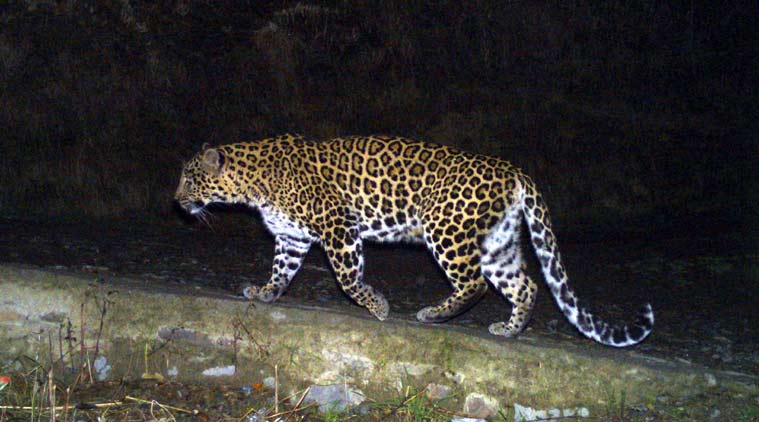 Leopards are scared of humans: Study | India News - The Indian Express