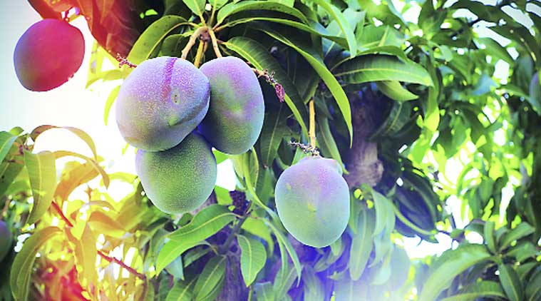 Aam Khas Bagh: Mango harvest begins at Mughal Gardens | Ludhiana News ...