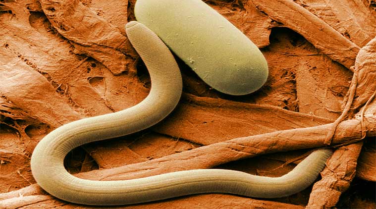 From The Lab: Worms and their snug state | Technology News - The Indian ...