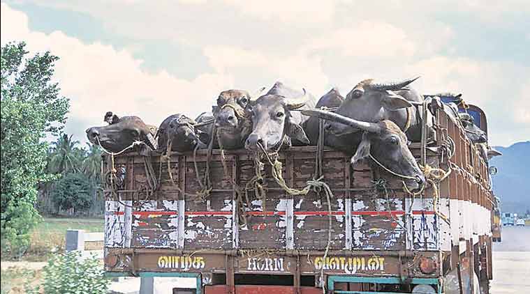 Govt lays down rules to ferry animals meant for slaughter | India News ...