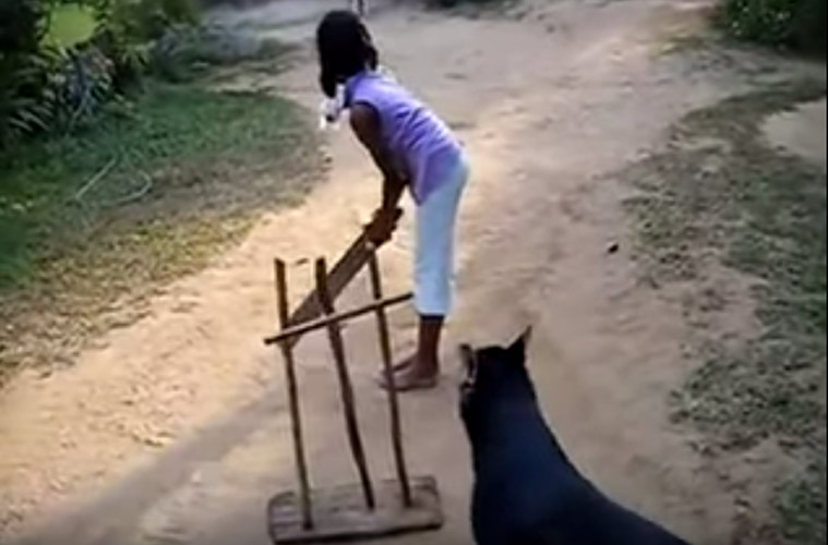 Watch: When this amazing dog turns wicket keeper | Trending News - The ...