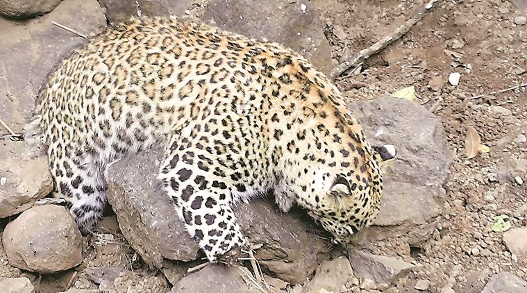 Man vs leopards conflict: Pune forest officials step in | Pune News ...