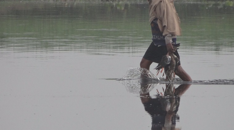 Caught on camera: Poaching of rare birds at Harike wetlands | India ...