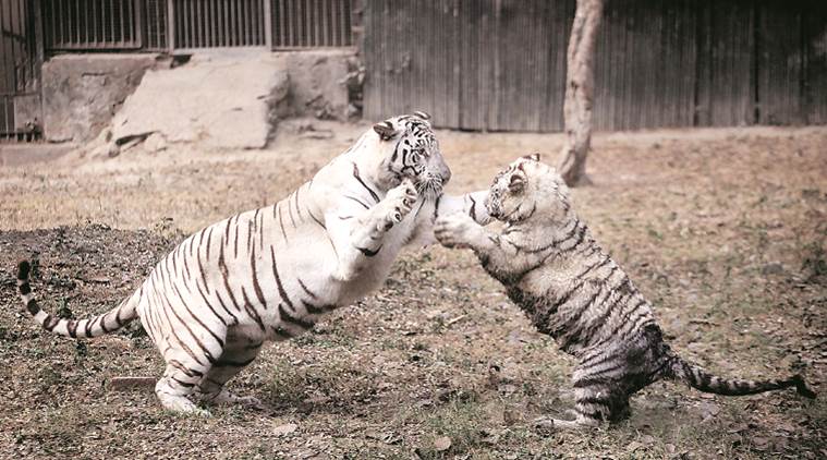 Delhi Zoo’s white tiger, who mauled man to death, fathers 5 cubs ...