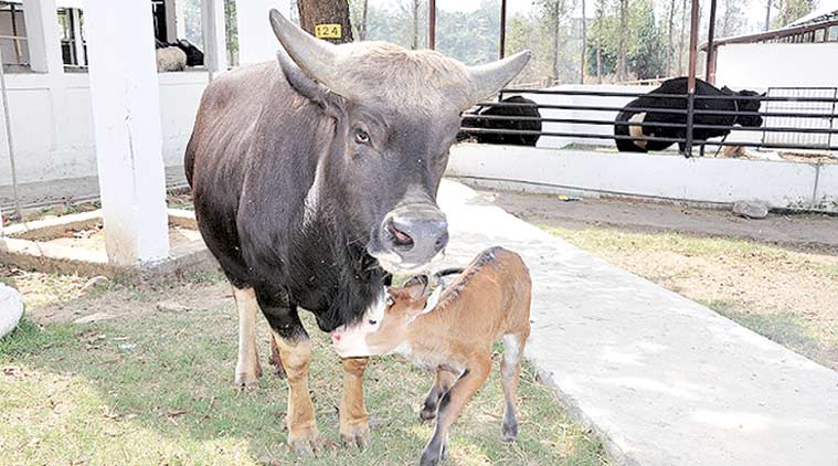 Not cow but mithun, a sign of ‘serious’ trouble in Arunachal Pradesh ...