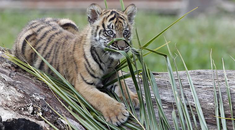 NTCA awaiting Defence nod for drone monitoring of tiger reserves ...