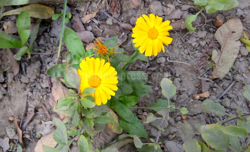 Intex Aqua GenX #ExpressReview: Good camera, but that’s about it ...