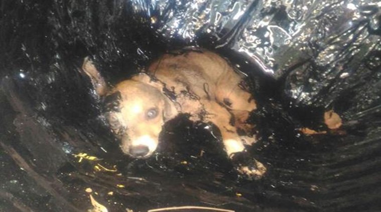 This puppy stayed in a drum of tar for 24 hours before it was finally ...
