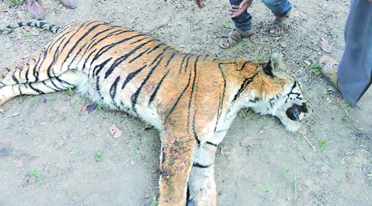 Tiger dies in Sariska, cause of death not yet identified | India News ...