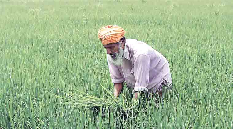 Paddy production in Punjab highest since 2014 | India News - The Indian ...