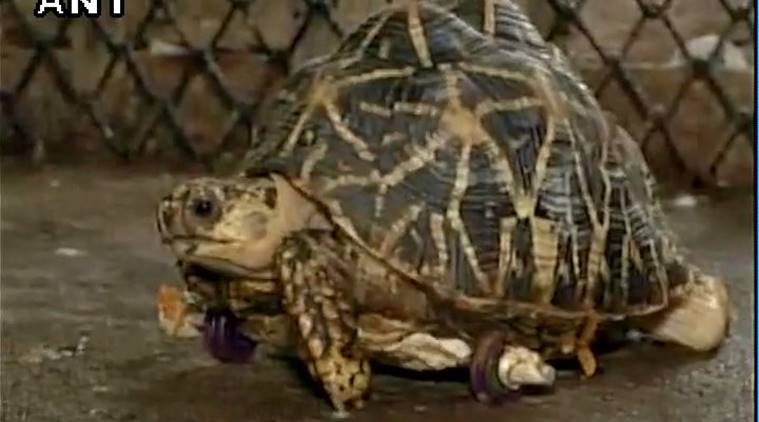 Tortoise on wheels: A new contender to the Hare? | Trending News - The ...