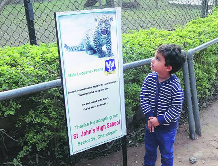 Animal Adoption at Chhatbir Zoo: This Heer rules hearts of kindergarten ...
