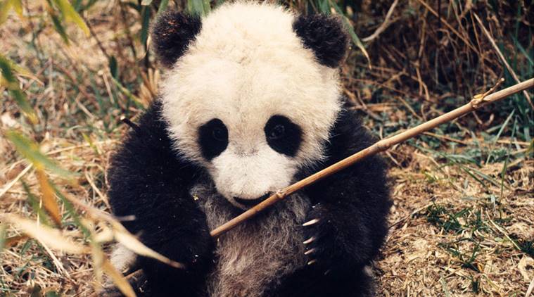 Rare panda triplet celebrates 2nd birthday in style | World News - The ...