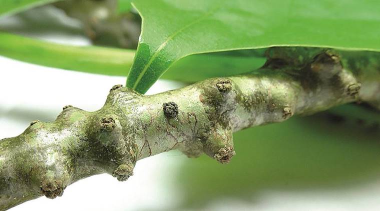 Diet diary: The medicinal herb with a reputation of curing fever ...