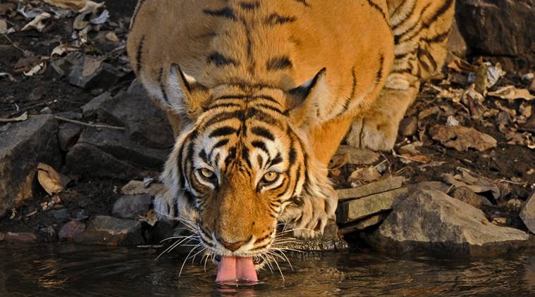 The Machli I Knew: Remembering the grand old dame of Ranthambore ...