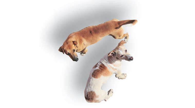 Unleashed: India’s all bark, no bite dog population control programme ...