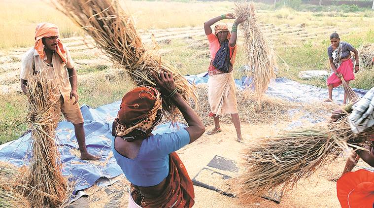 Seed of hope: Keeping alive traditional methods of rice farming through ...
