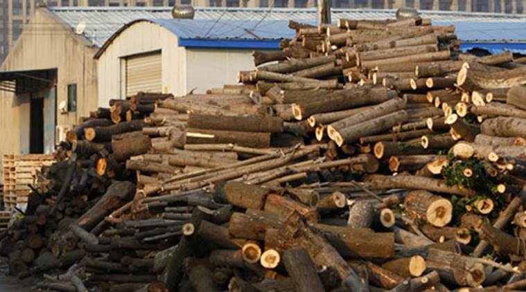 Indian investors affected by Laos ban on timber exports | India News ...