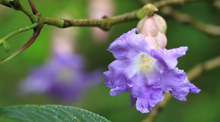 Look, the Karvi is Flowering! | Life-style News - The Indian Express