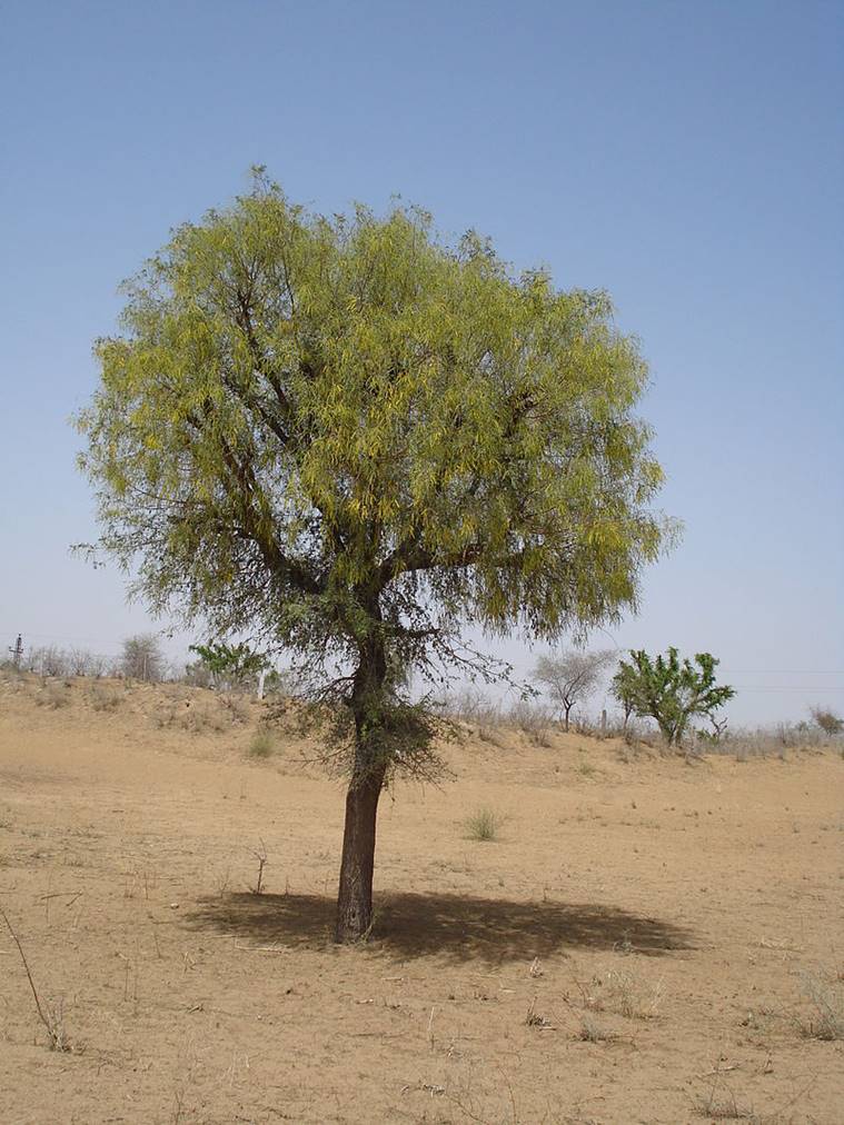 Khejri, the tree that inspired Chipko movement, is dying a slow death ...