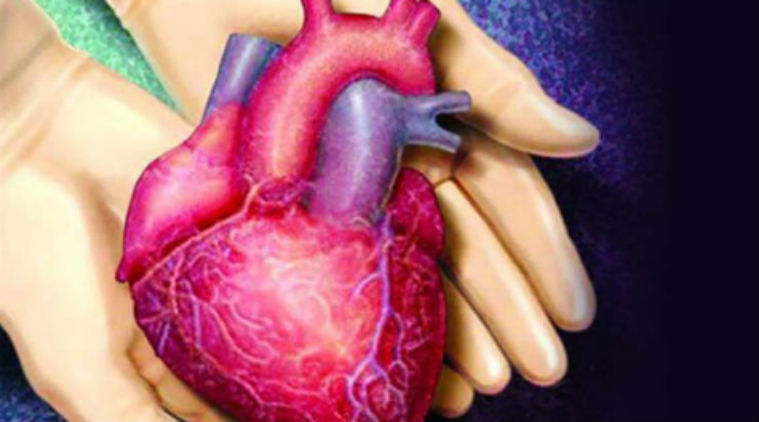 Functional ‘beating’ human heart muscle created | Health News - The ...