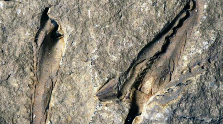 Scientists discover 400-million-year-old 2-metre long ‘snapping jaws ...