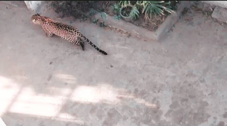 Mumbai: Leopard caught in Aarey Milk Colony | Mumbai News - The Indian ...