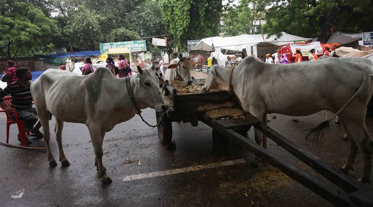 BJP to raise issue of illegal slaughter houses in Gujarat | India News ...