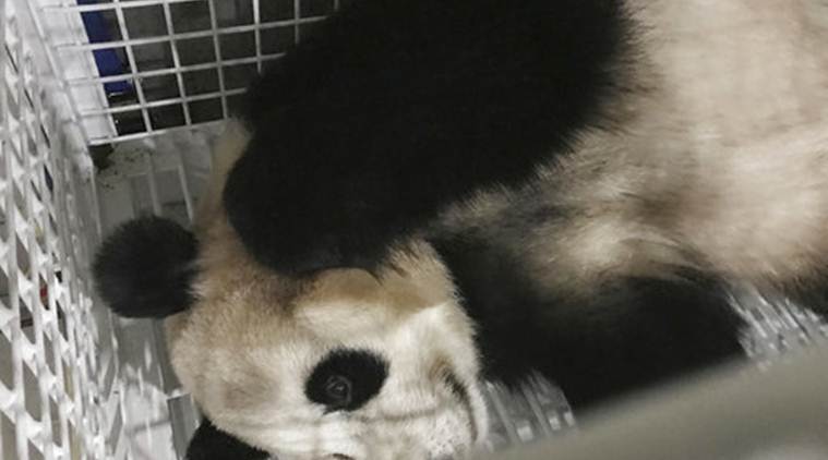 3 giant pandas return to China from Japan under agreement | World News ...