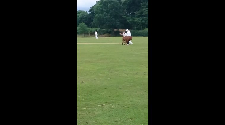 Cow corner goes literal! Mad cow invades cricket field, watch video ...
