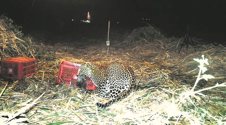 Forest dept releases documentary on man-leopard conflict | Pune News ...
