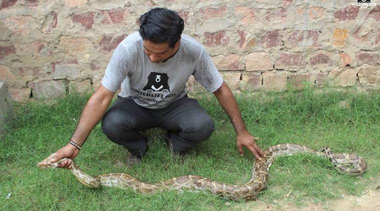 Eight-foot-long python found inside IAF aircraft at airbase in Agra ...