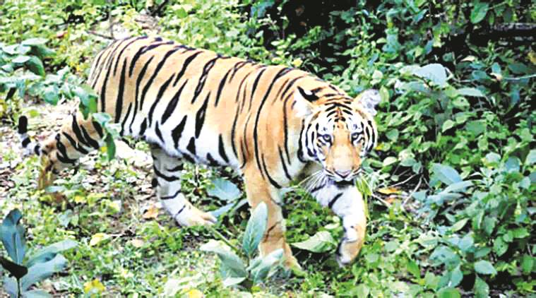 Tiger population facing threats from deadly snare traps | India News ...