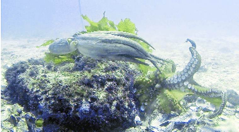 After Octopolis, now Octlantis, two undersea ‘cities’ where octopuses ...