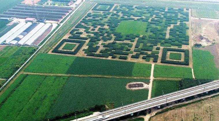 This Chinese village built a giant QR code with trees in a bid to ...