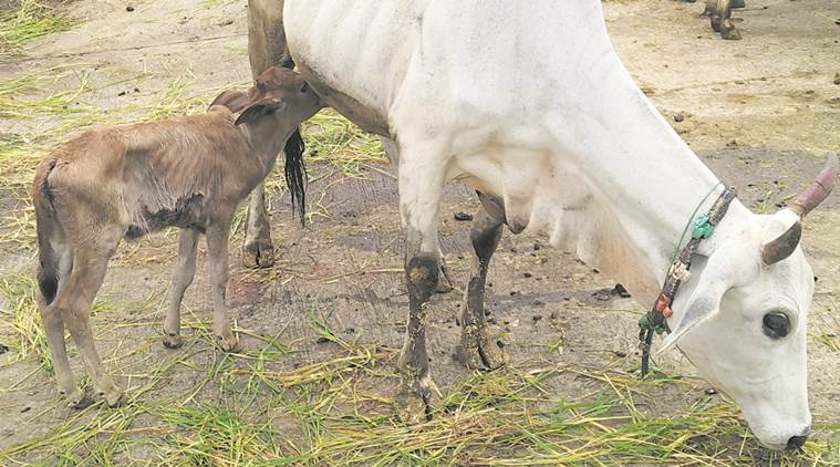 Madhya Pradesh: Cow at centre of communal tension lives in neglect at ...