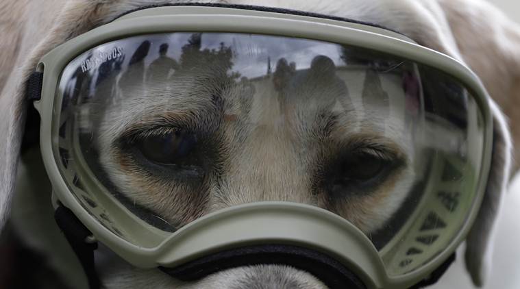 Mexican rescue dog Frida became symbol of earthquake hope | World News ...