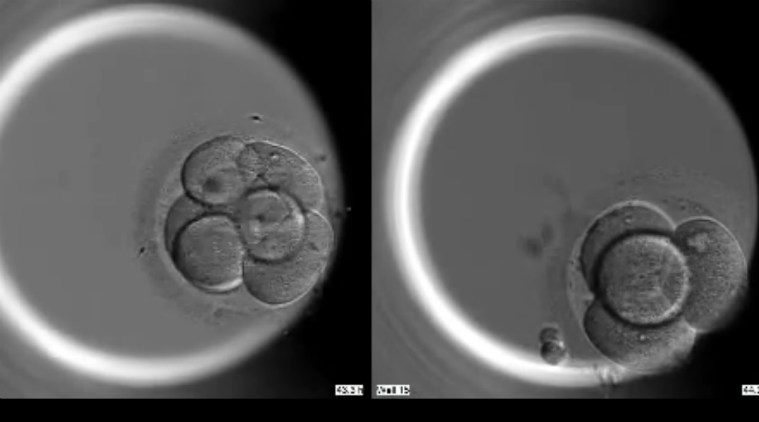 Genome editing used to alter DNA function in human embryos | Technology ...