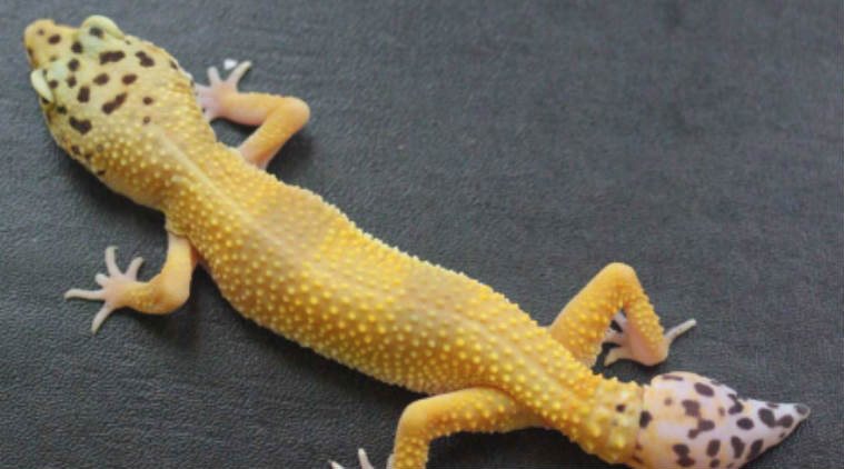 Tail regeneration of geckos provides clue to spinal cord re-growth