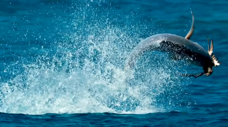 VIDEO: Catch the exact moment when GIANT fish jumps out of the sea to ...