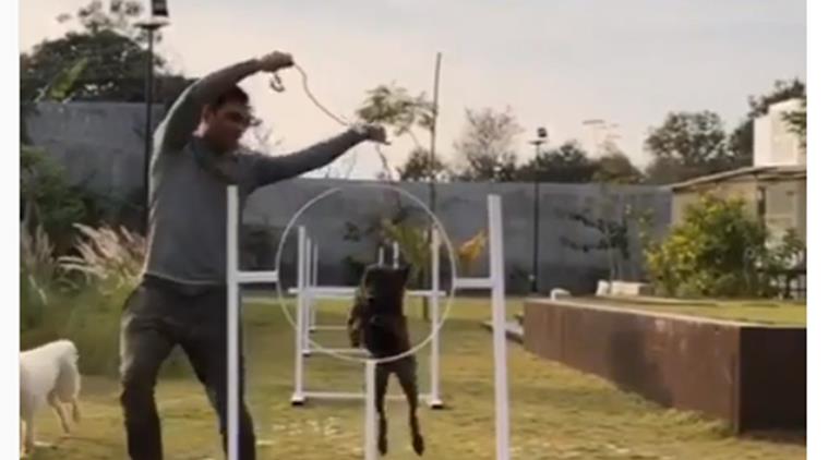 MS Dhoni trains dogs at his Ranchi farmhouse, watch viral video ...