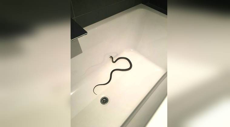 Whoa! This deadly SNAKE spotted inside a BATHTUB will give you the ...